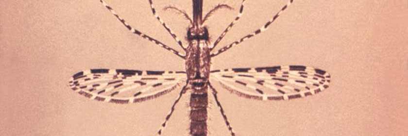 Is this mosquito a new species? - Wellcome Sanger Institute Blog