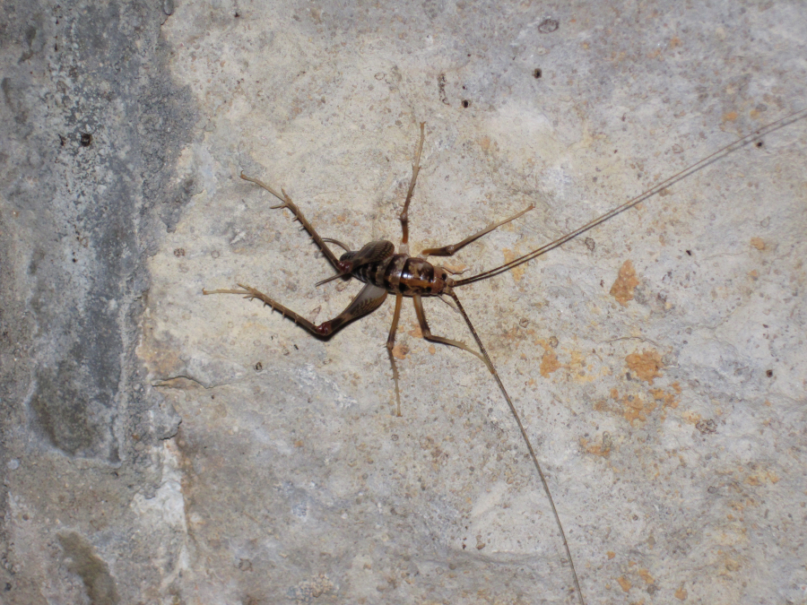 The trouble with Crickets - Wellcome Sanger Institute Blog