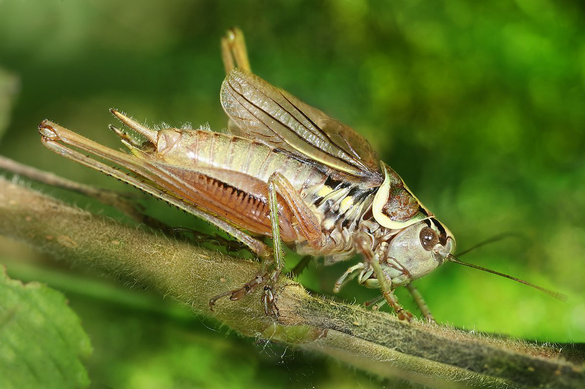 Gryllacrididae Camel Crickets