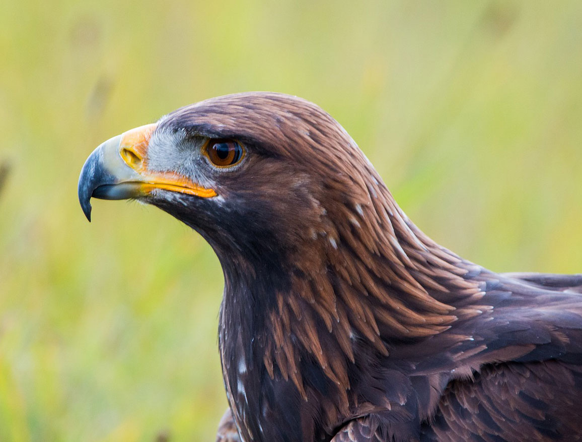 The golden eagle genome has landed - Wellcome Sanger Institute Blog