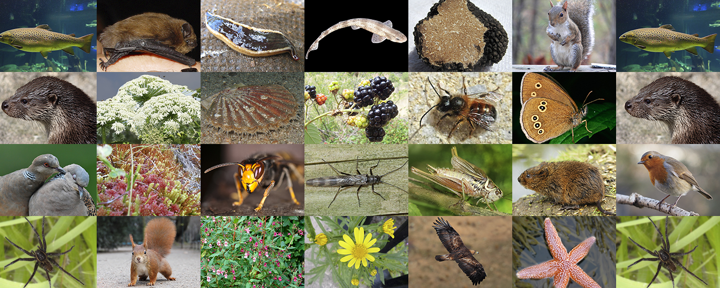 10 surprises from sequencing 25 new species - Wellcome Sanger Institute ...