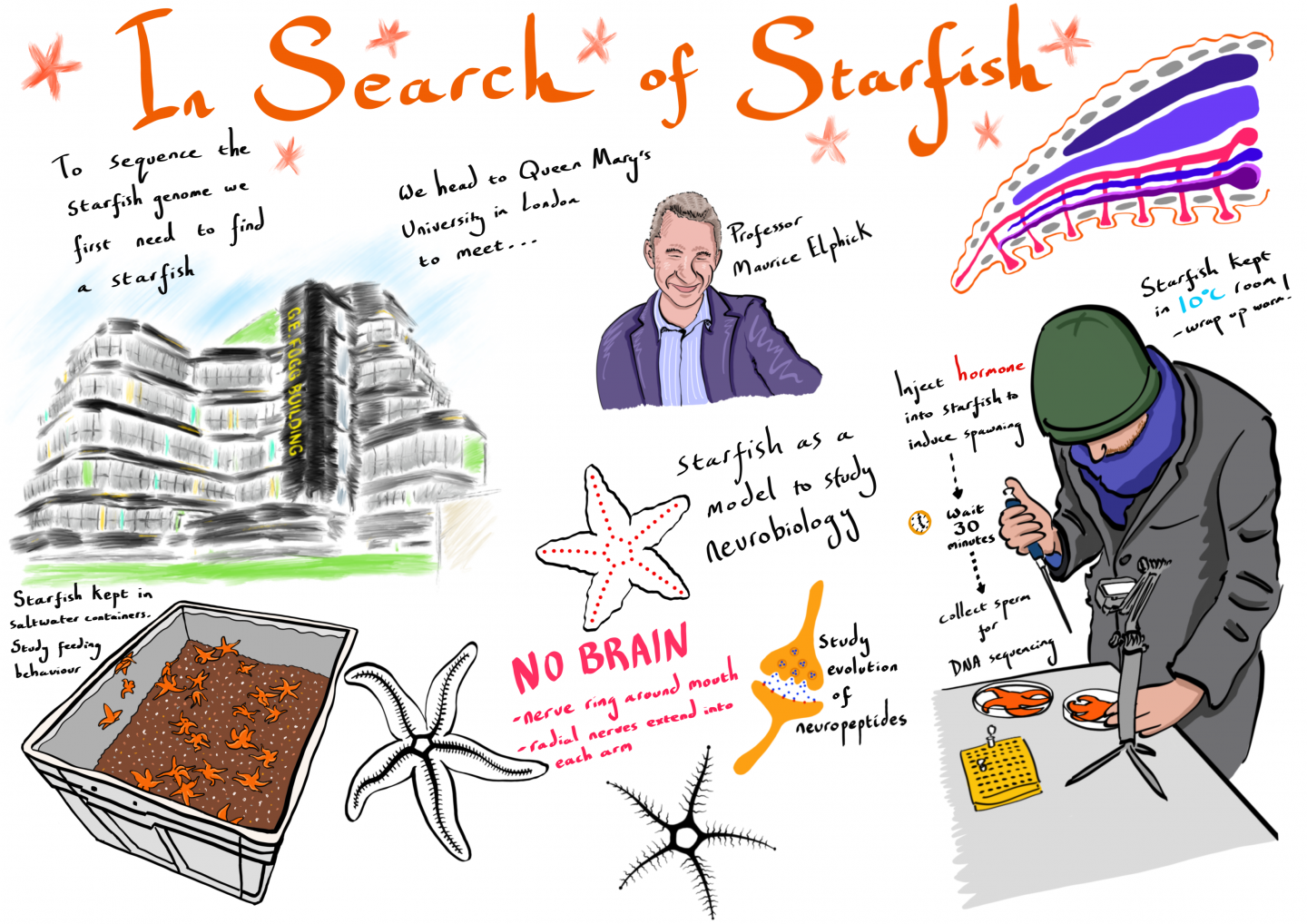 25 Genomes: The Common Starfish - Wellcome Sanger Institute Blog