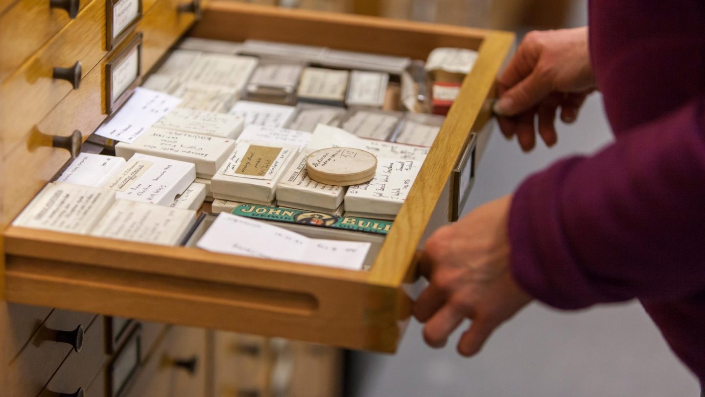 Darwin Tree of Life: focusing on fungi and probing plants - Wellcome ...