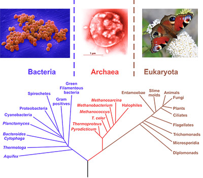 Sequencing All Life On Earth – Facts and Figures - Wellcome Sanger ...