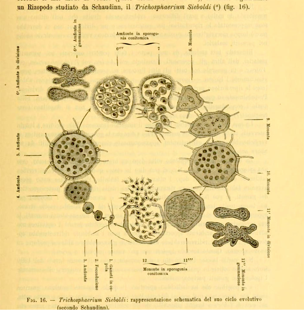 Malaria Cell Atlas: mapping a murderous parasite's life cycle ...