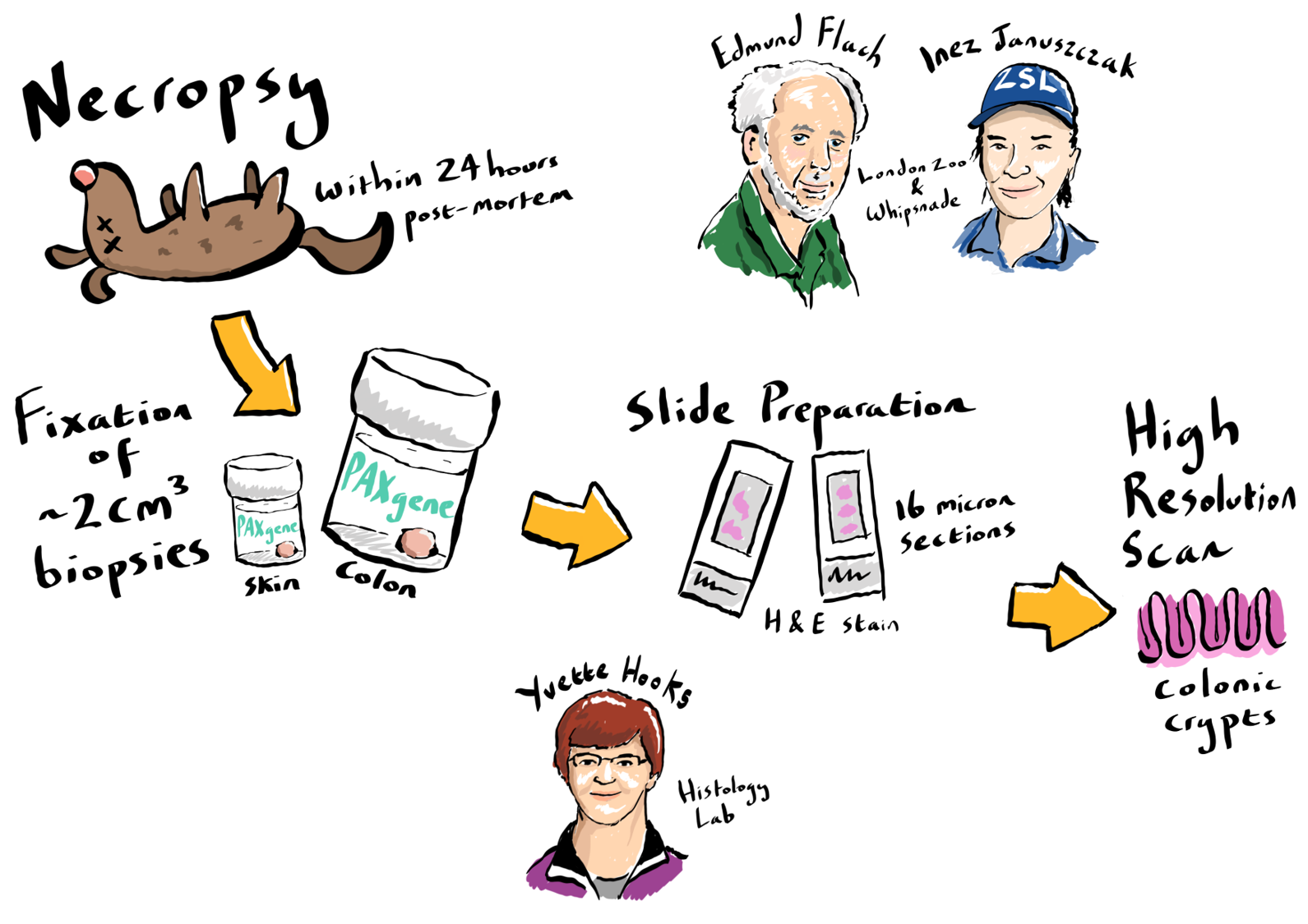 Cancer across the animal kingdom - Wellcome Sanger Institute Blog