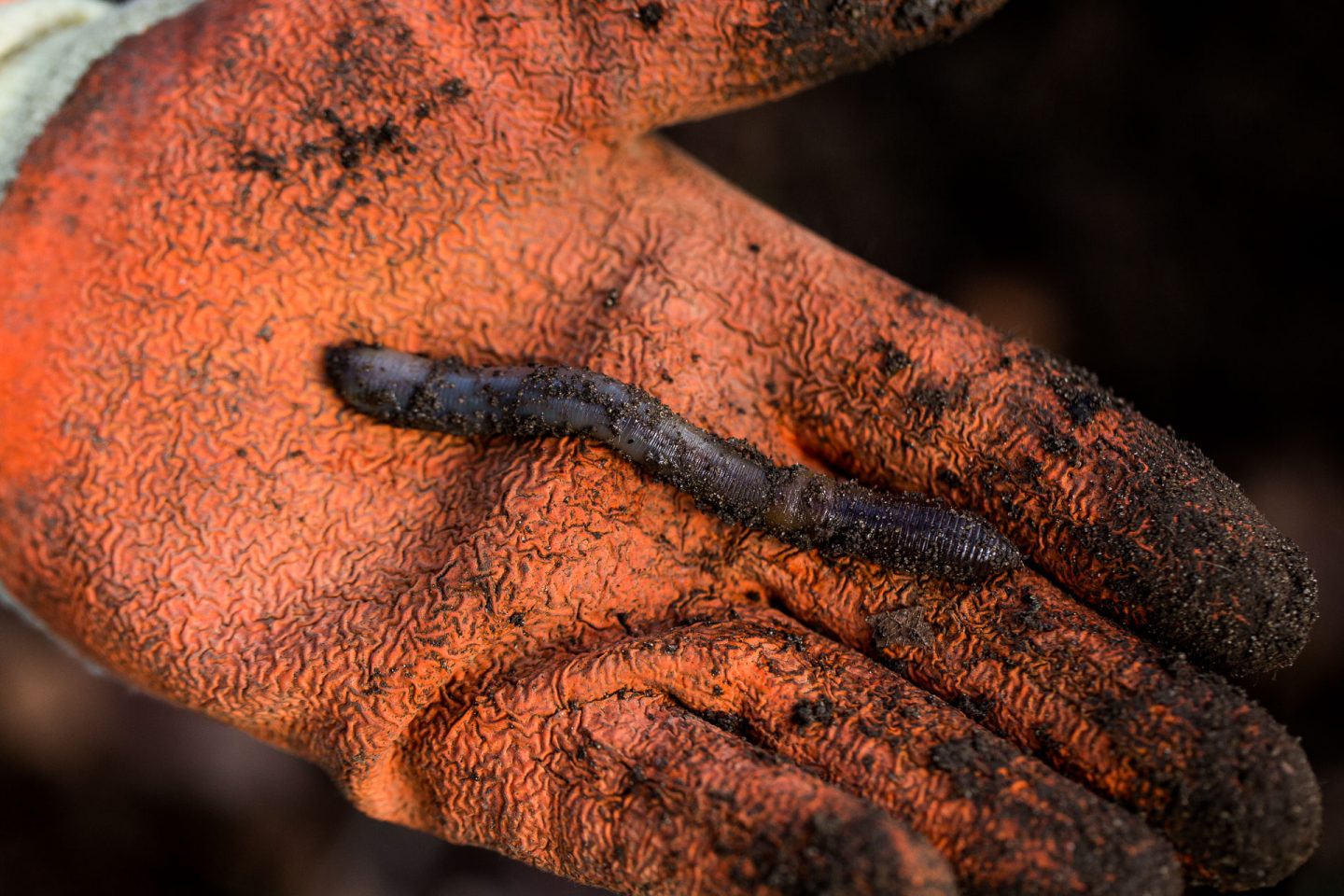 ‘These lowly organised creatures’: Earthworm sample collecting at the ...