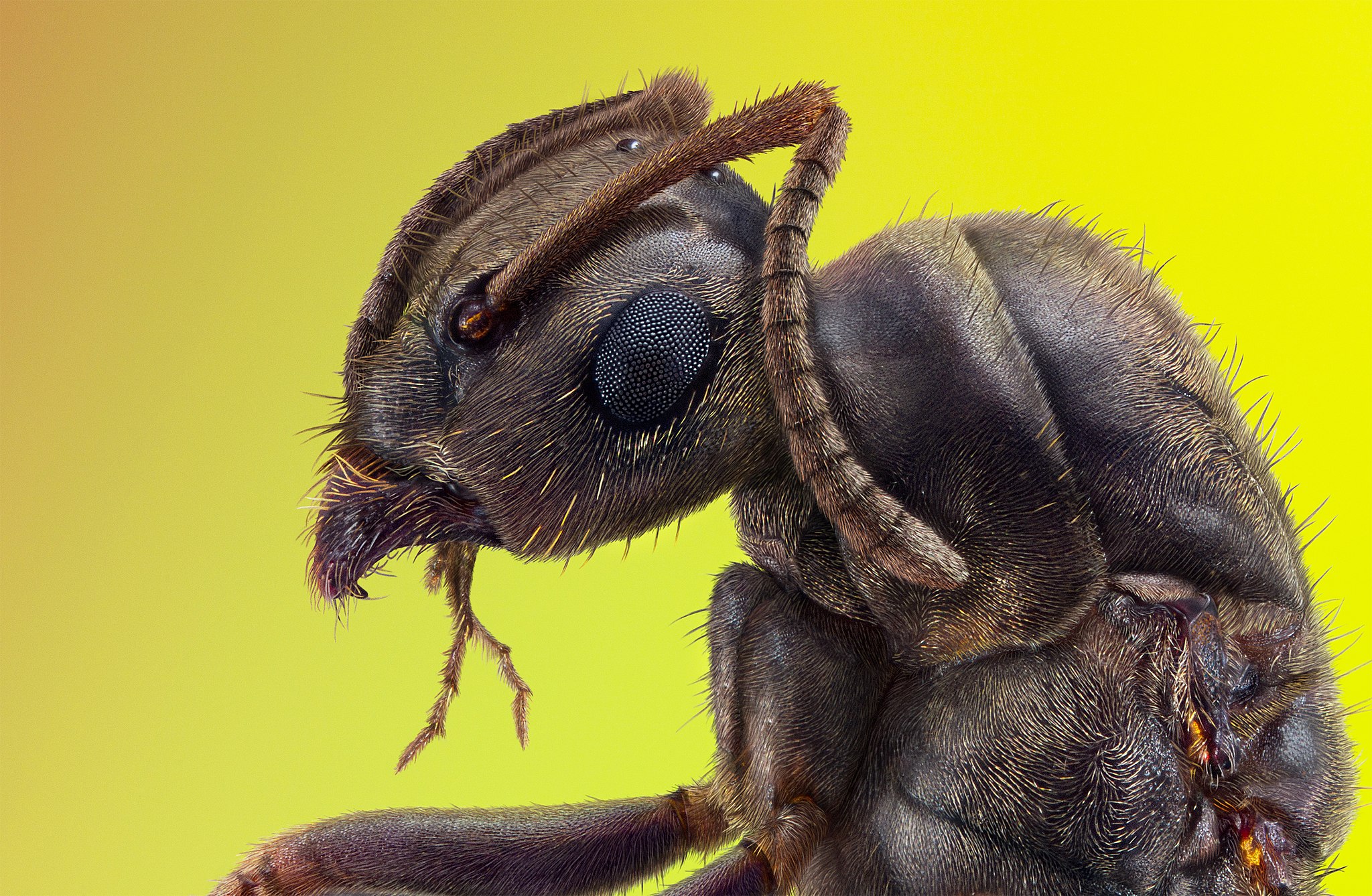 Springtails, fly testes and the secrets of strange reproduction ...