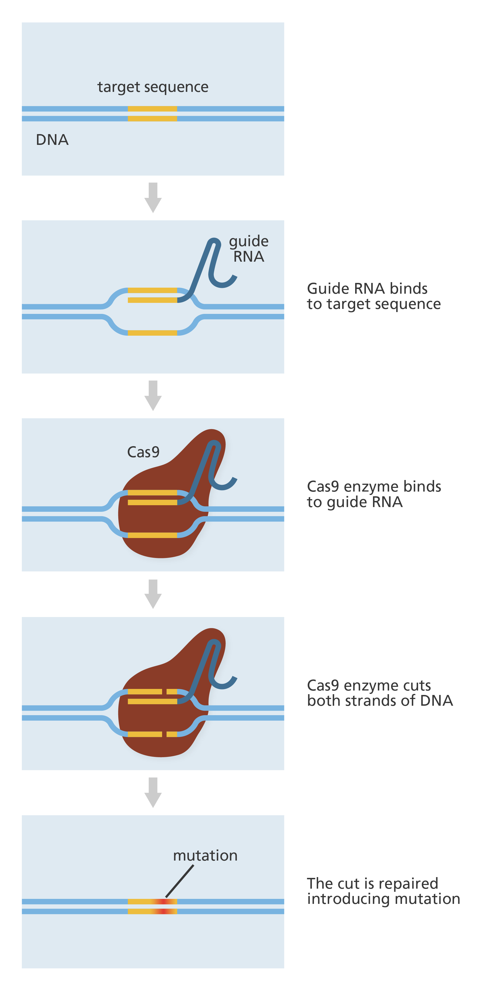 Prime Editing - Wellcome Sanger Institute Blog