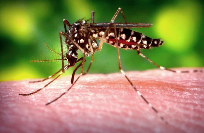 A beginner’s guide to mosquito identification - Wellcome Sanger ...