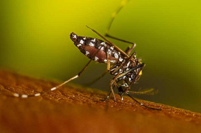 A beginner’s guide to mosquito identification - Wellcome Sanger ...