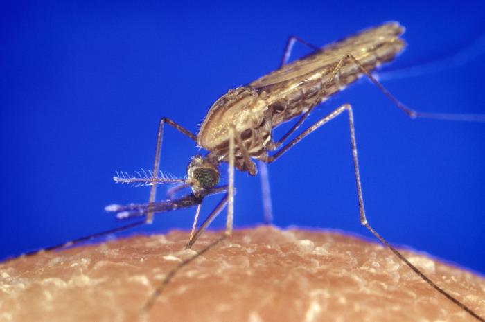 A beginner’s guide to mosquito identification - Wellcome Sanger ...