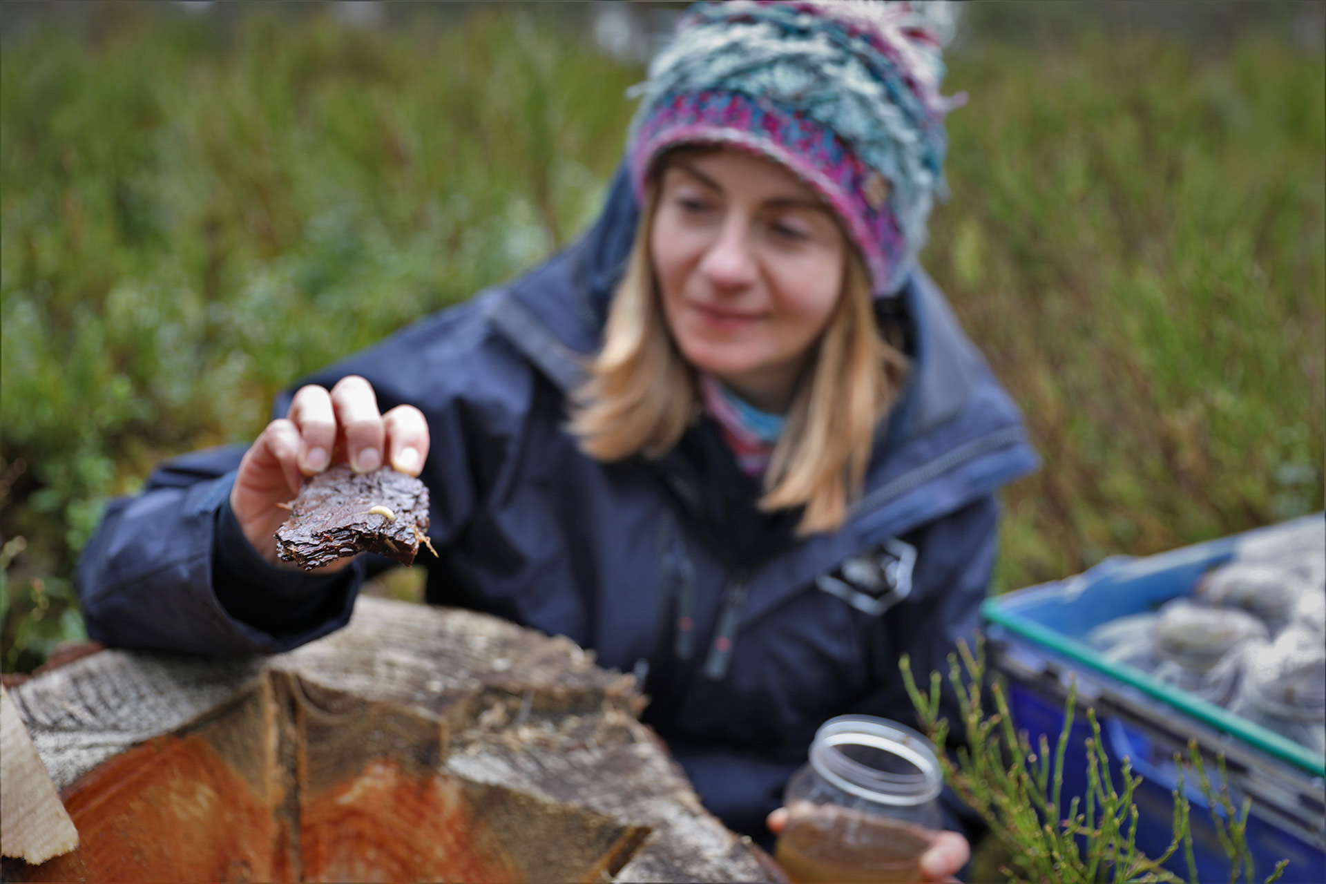 Pine Hoverfly is back from the brink with the help of new genomes ...