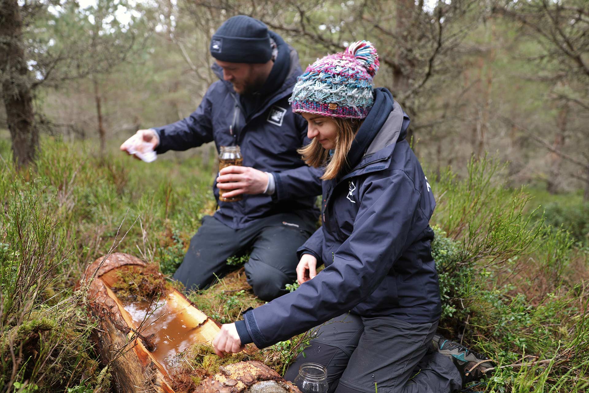 Pine Hoverfly is back from the brink with the help of new genomes ...