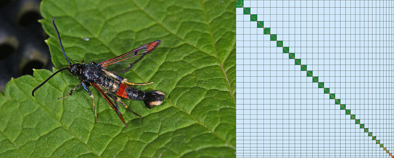 1,000 species get their genomes sequenced for the first time - Wellcome ...