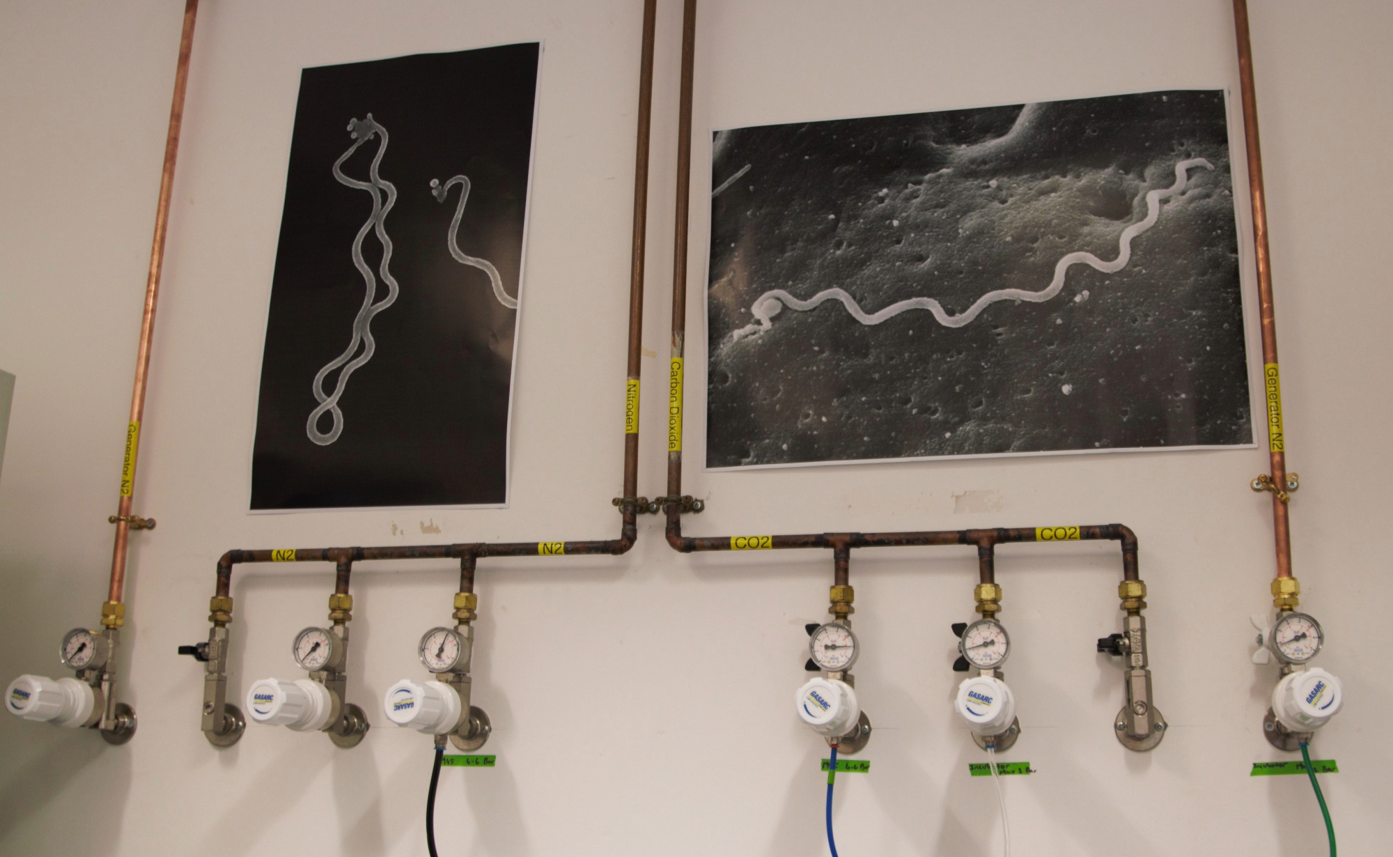 The dark matter of microbiology - Wellcome Sanger Institute Blog