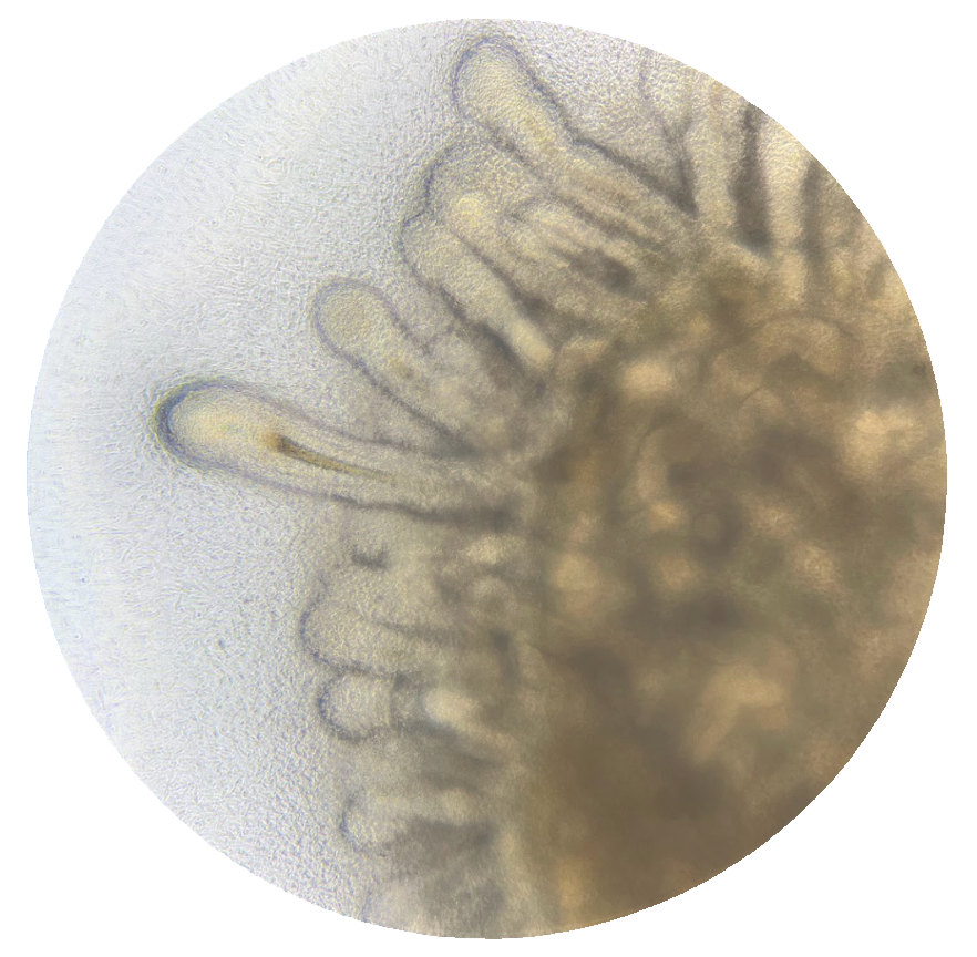 Giving science a new skin - Wellcome Sanger Institute Blog