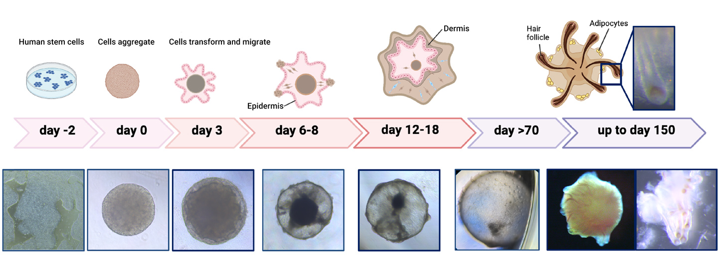 Giving science a new skin - Wellcome Sanger Institute Blog