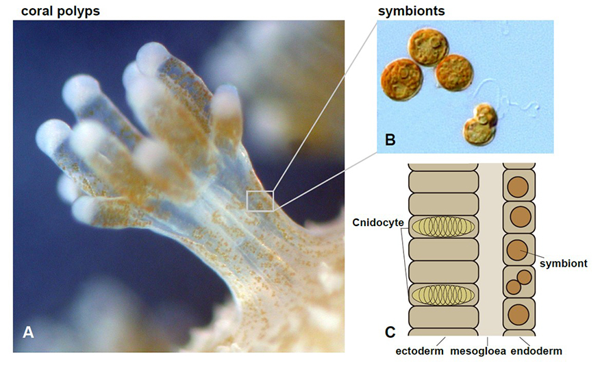 Nature’s power couples: Cosying up to symbiotic partnerships - Wellcome ...