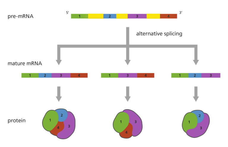 Five questions on alternative splicing with Omar El Garwany - Wellcome ...