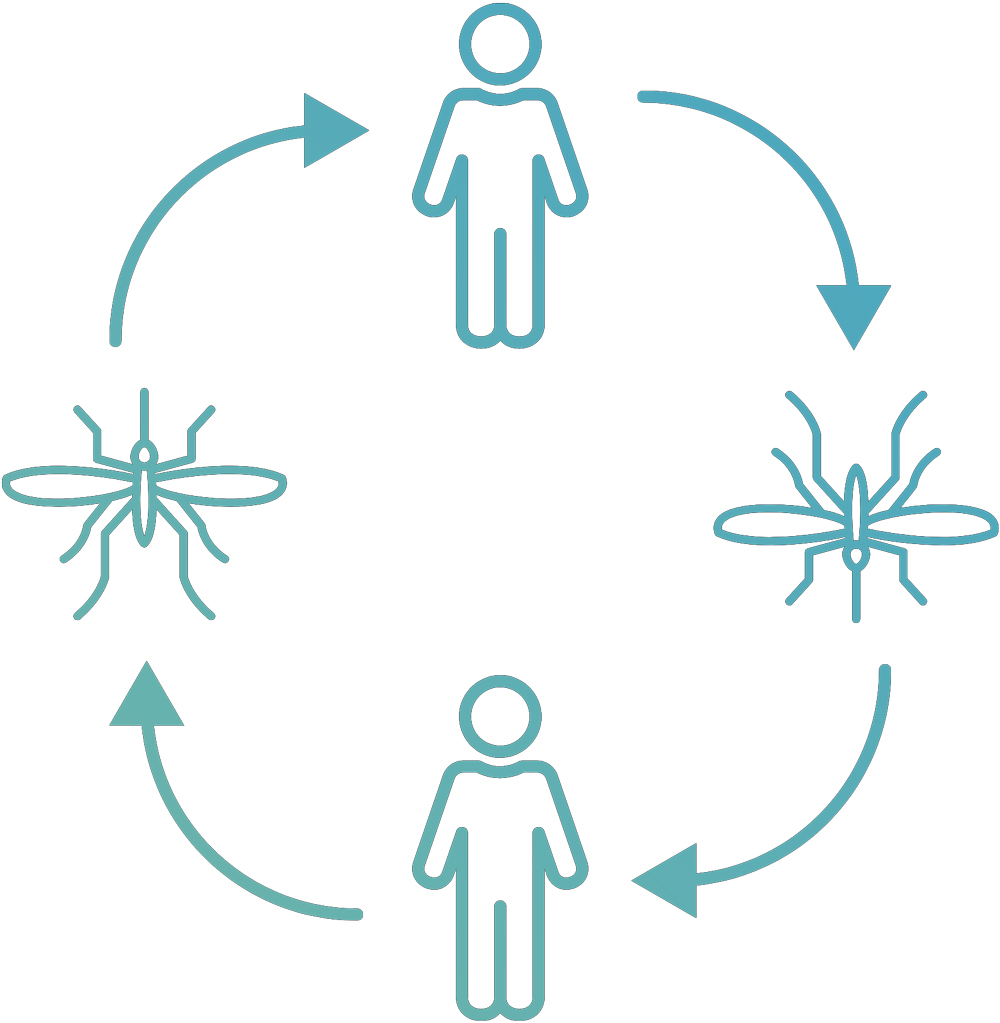 Chikungunya virus in China - Wellcome Sanger Institute Blog